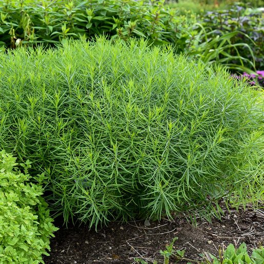 Amsonia X String Theory Bluestar | SiteOne