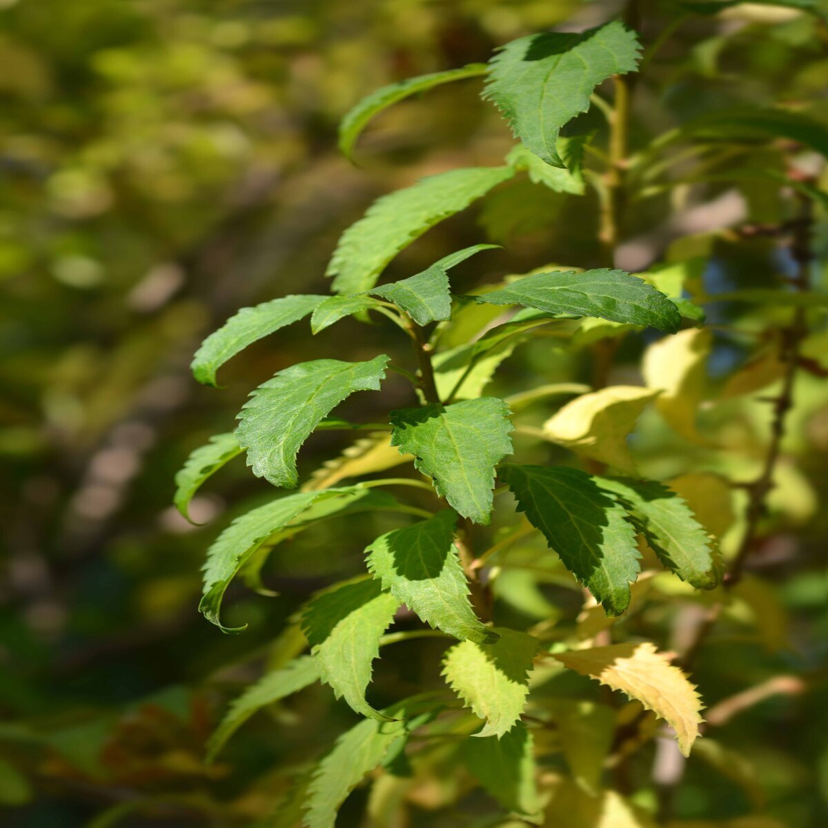 Forsythia X Intermedia Arnold Dwarf Forsythia | SiteOne