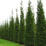 Thuja X Steeplechase Arborvitae | SiteOne