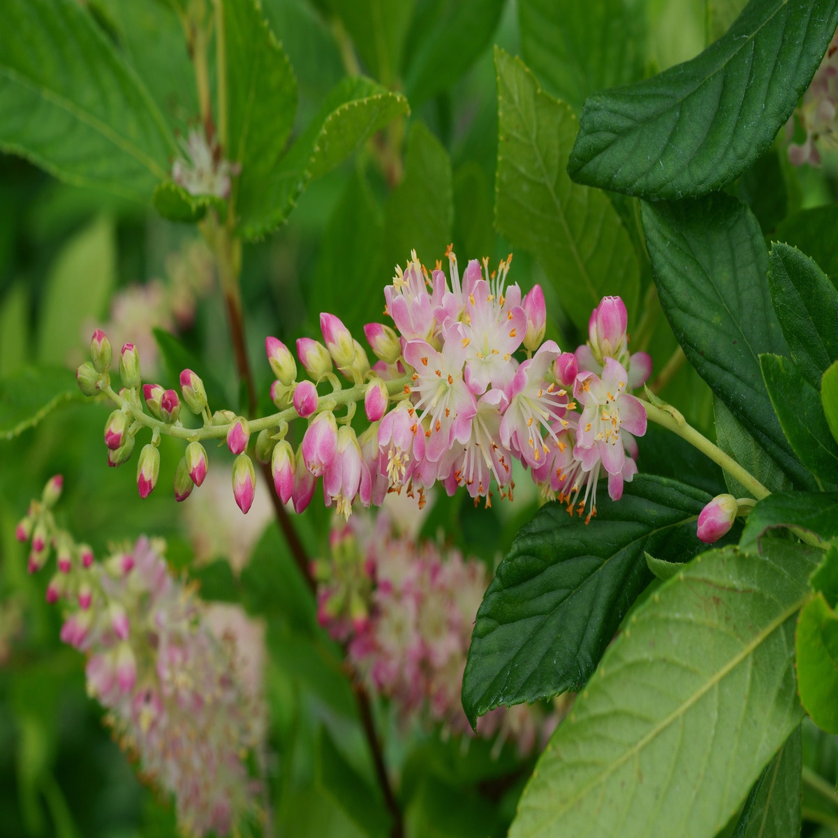 Clethra Alnifolia Pink Spires Summersweet | SiteOne