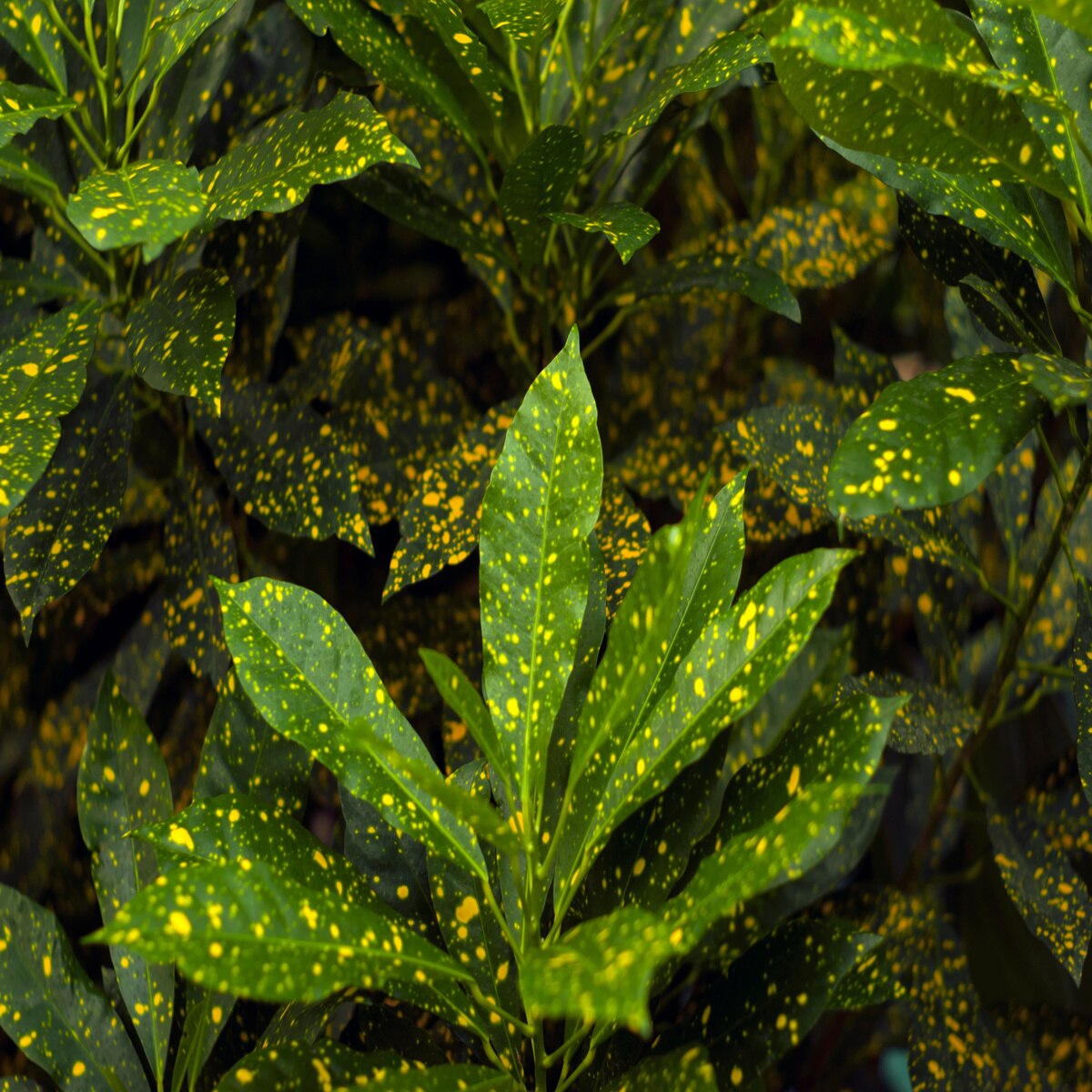 Codiaeum Variegatum Gold Dust Croton | SiteOne