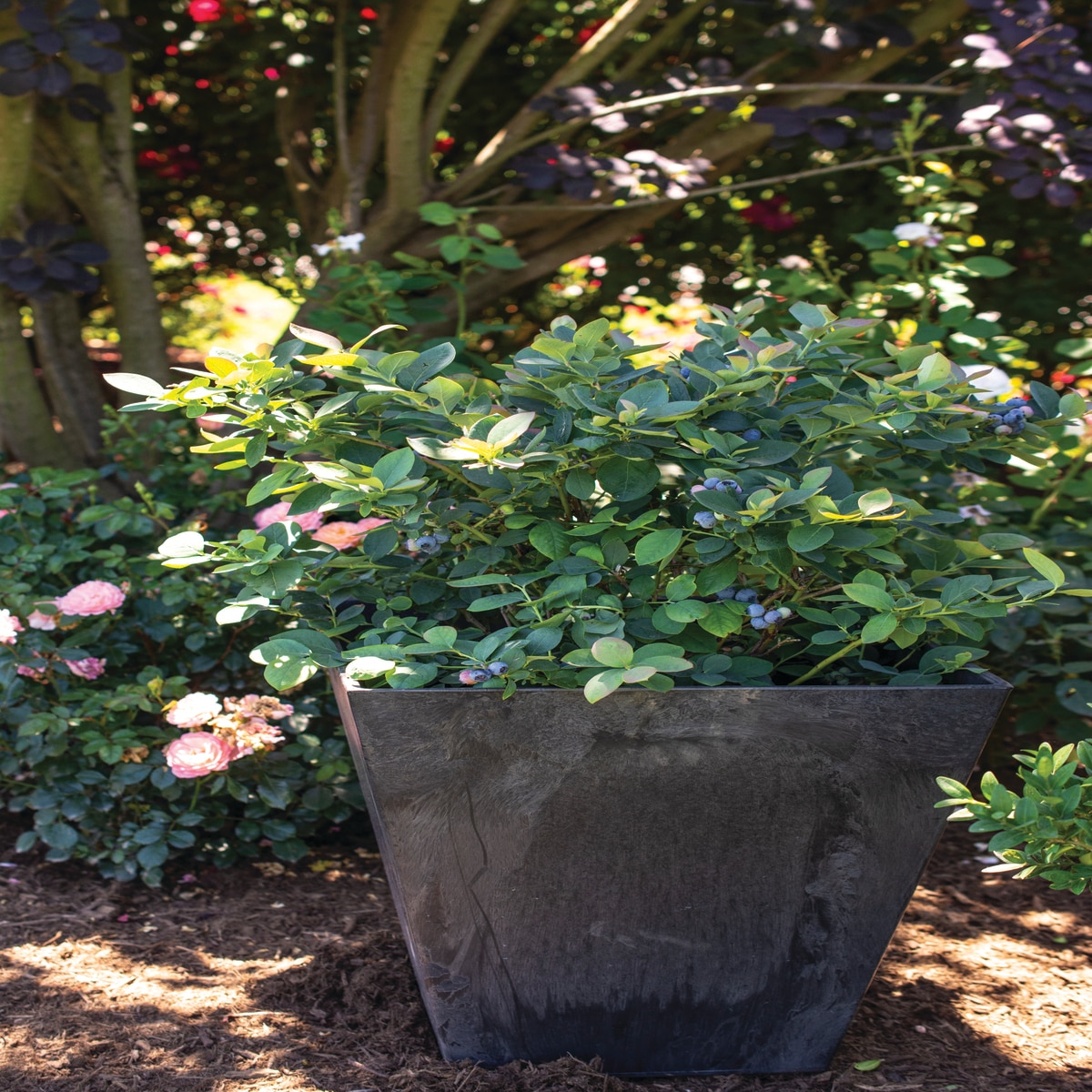 Vaccinium X Silver Dollar Bushel & Berry Blueberry | SiteOne