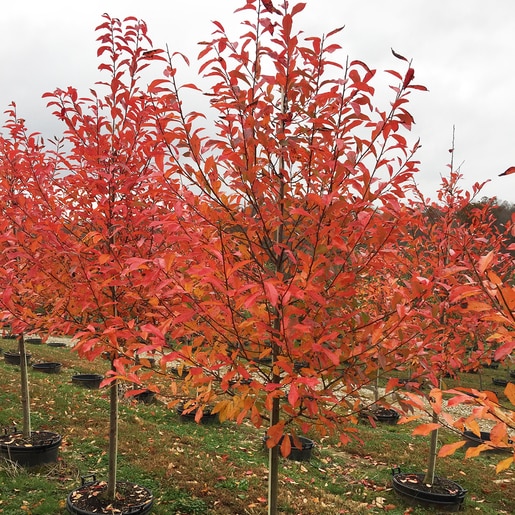 Nyssa Sylvatica The James Forest Fire Black Tupelo | SiteOne