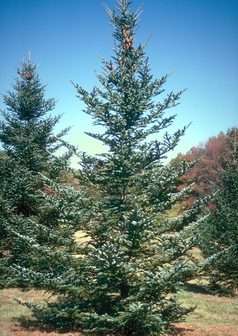 Abies Fraseri Fraser Fir | SiteOne