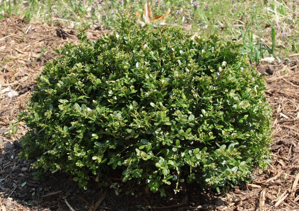 Buxus Microphylla Morris Midget Boxwood #5 Container | SiteOne