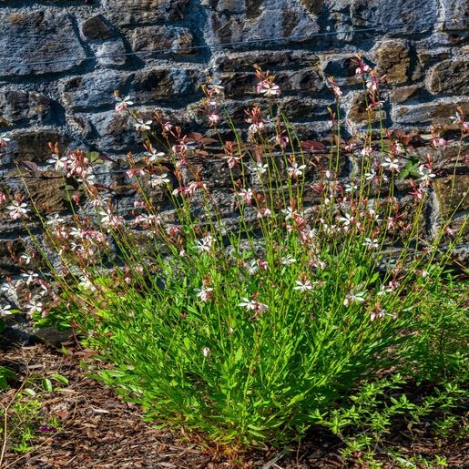 Gaura Lindheimeri Sparkle White Gaura | SiteOne