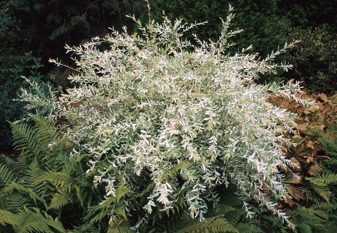 Salix Integra Hakuro Nishiki Dappled Willow | SiteOne