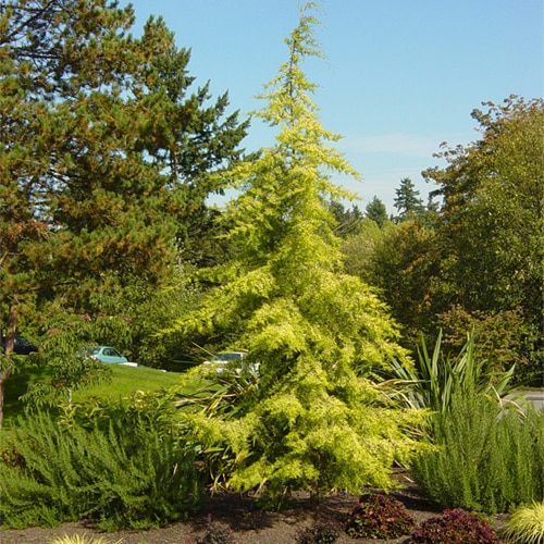 Cedrus Atlantica Aurea Golden Atlas Cedar | SiteOne