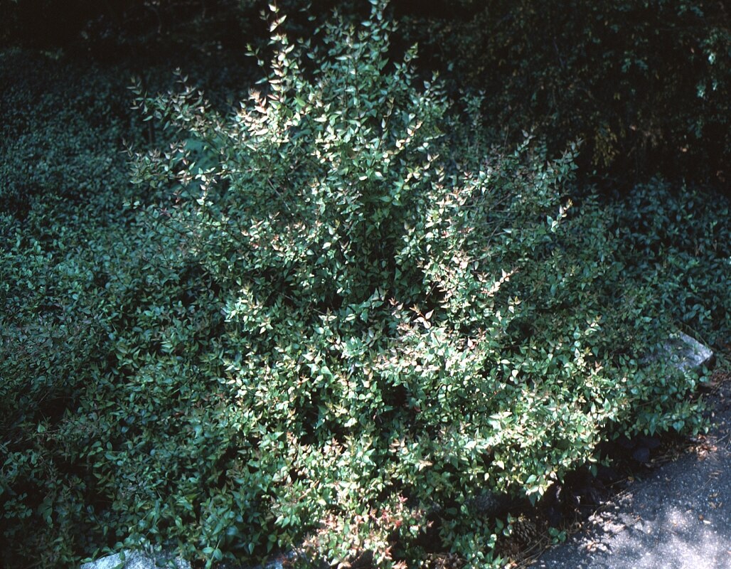 Abelia X Grandiflora Prostrata Glossy Abelia | SiteOne