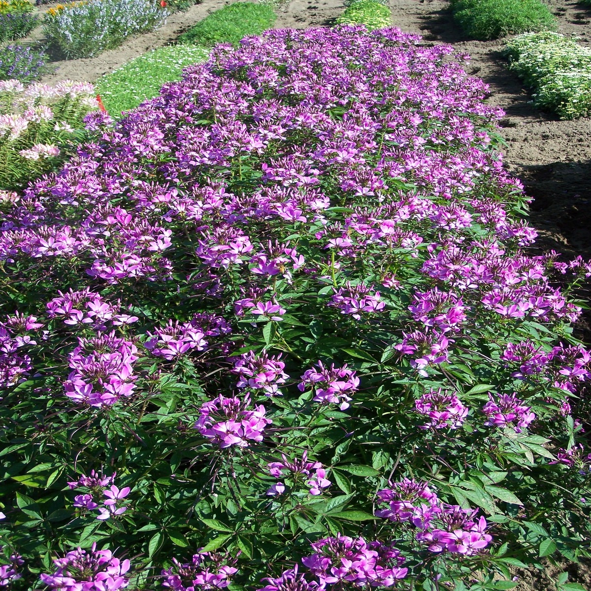 Cleome X Hybrida Senorita Rosalita Proven Winners Spide | SiteOne