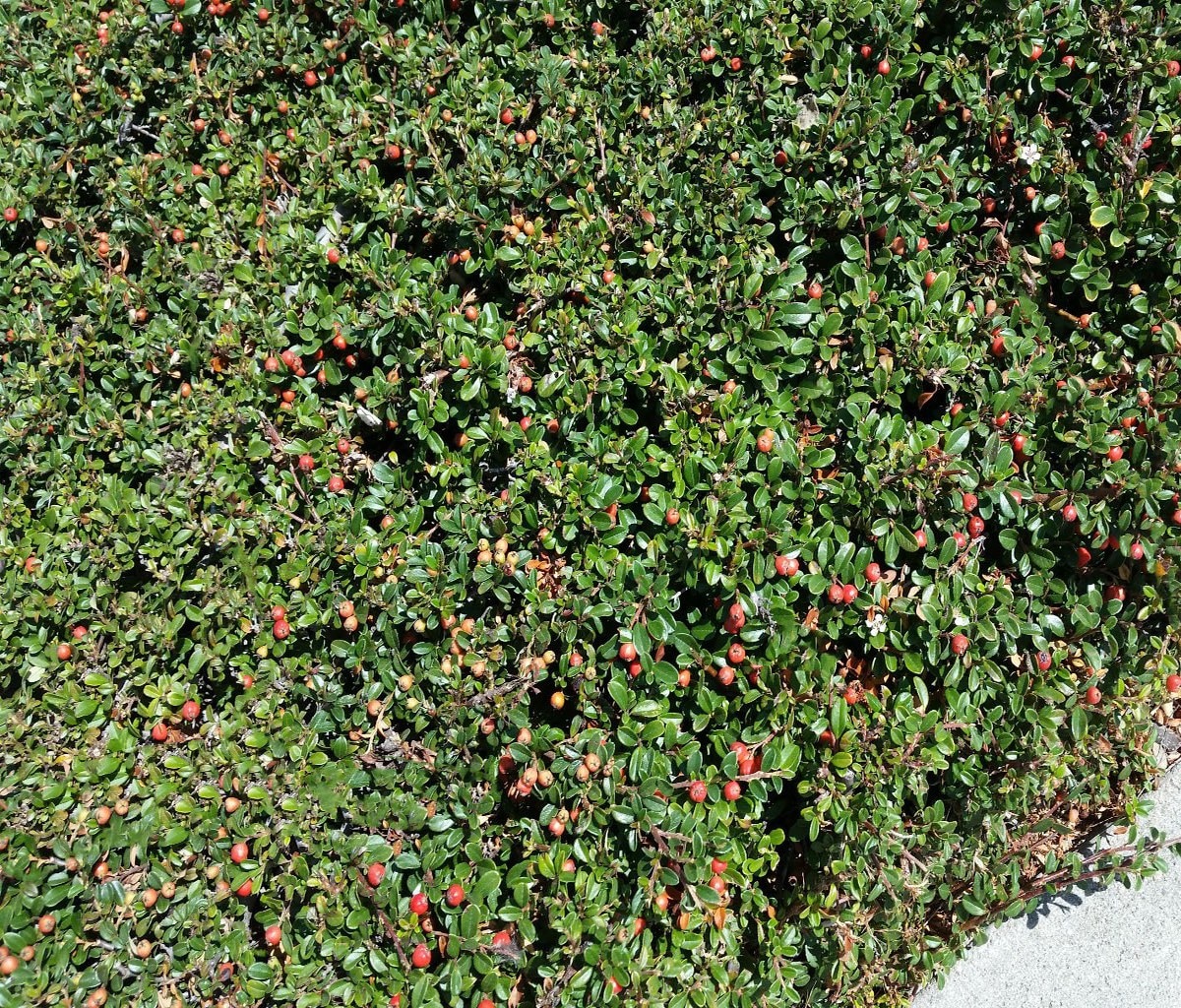 Cotoneaster Dammeri Lowfast Bearberry Cotoneaster | SiteOne