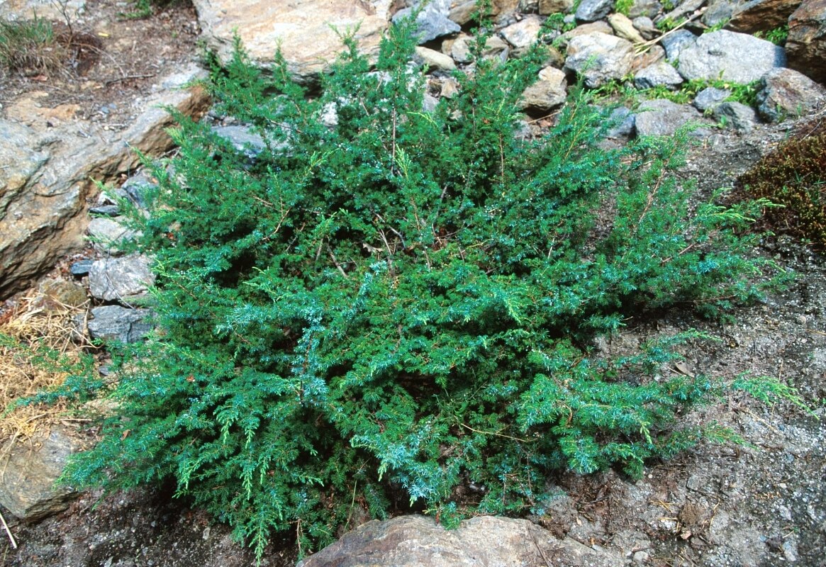 Juniperus Communis Juniper | SiteOne