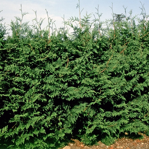 Thuja Plicata Excelsa Western Red Cedar | SiteOne