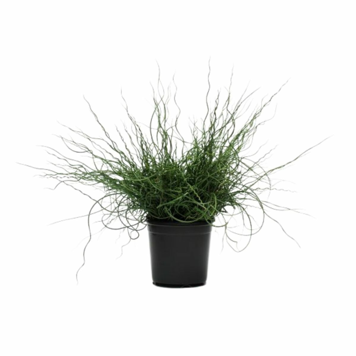Juncus Effusus Big Twister Corkscrew Rush | SiteOne