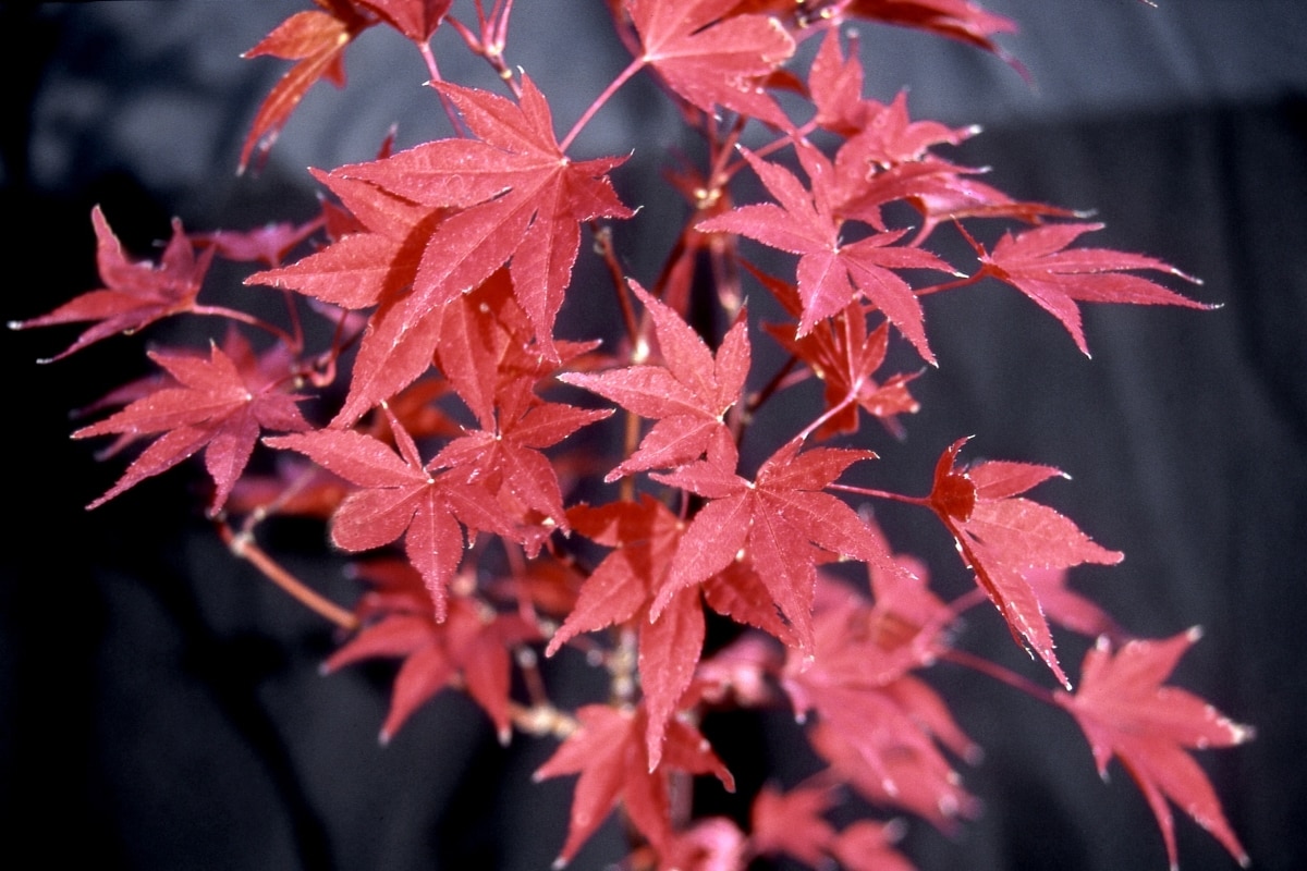 Acer Palmatum Fireglow Japanese Maple | SiteOne