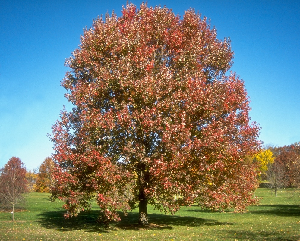 Acer Rubrum October Glory Red Maple | SiteOne