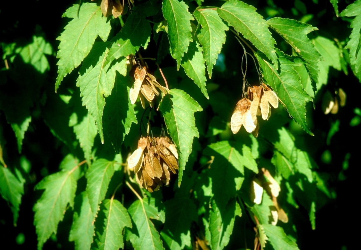 Acer Tataricum ssp. Ginnala Flame Amur Maple | SiteOne