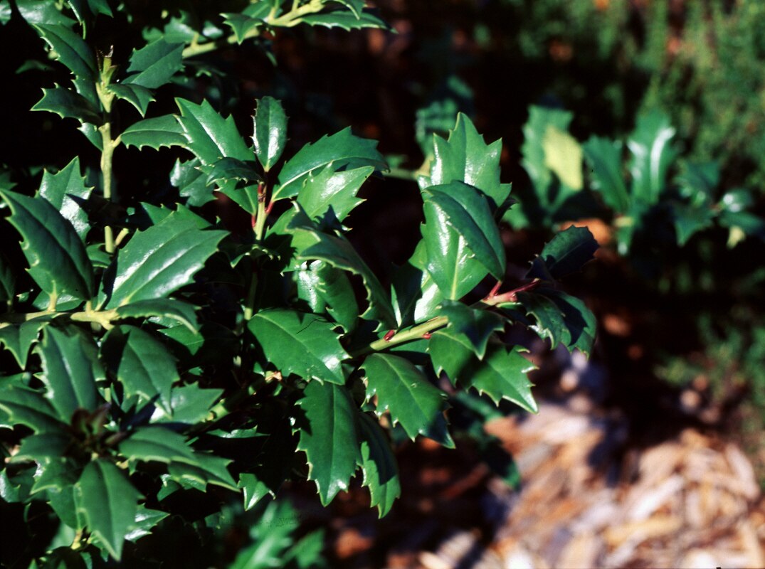 Ilex X Little Red Holly | SiteOne