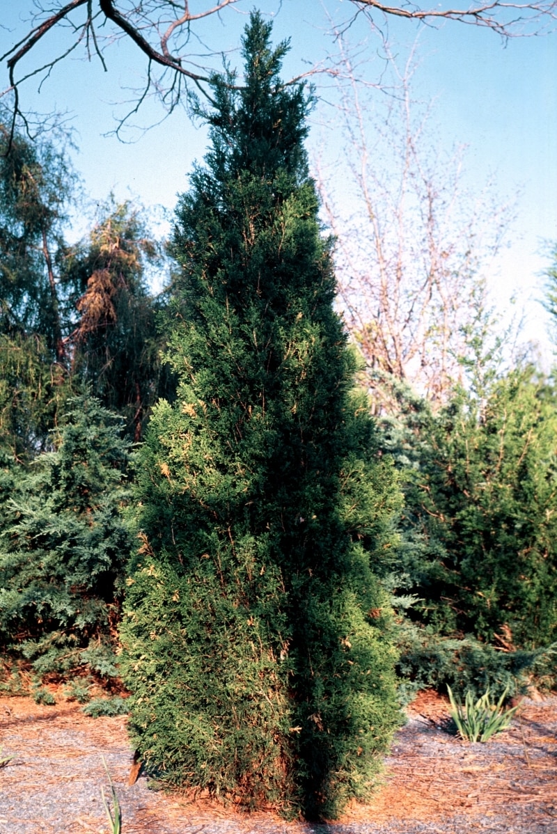 Juniperus Virginiana Idyllwild Eastern Red Cedar | SiteOne