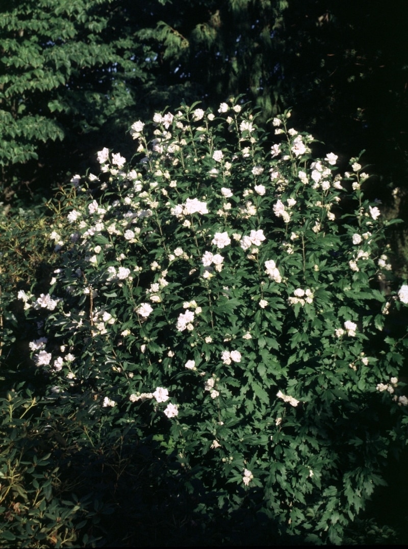 Hibiscus Syriacus Blushing Bride Rose of Sharon | SiteOne