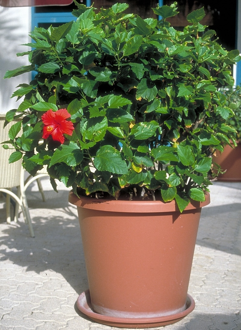 Hibiscus Rosa-Sinensis Chinese Hibiscus | SiteOne