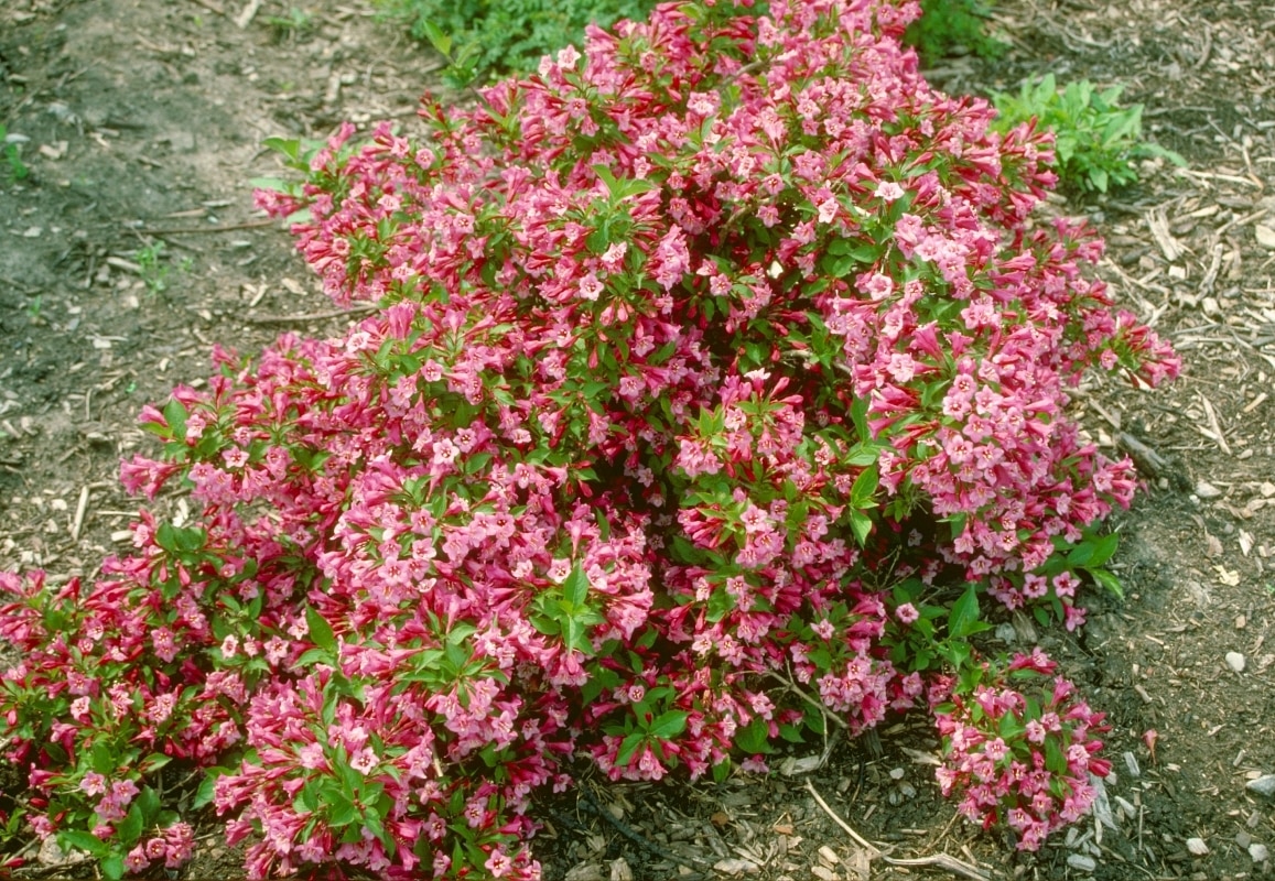 Weigela Florida Minuet Weigela | SiteOne