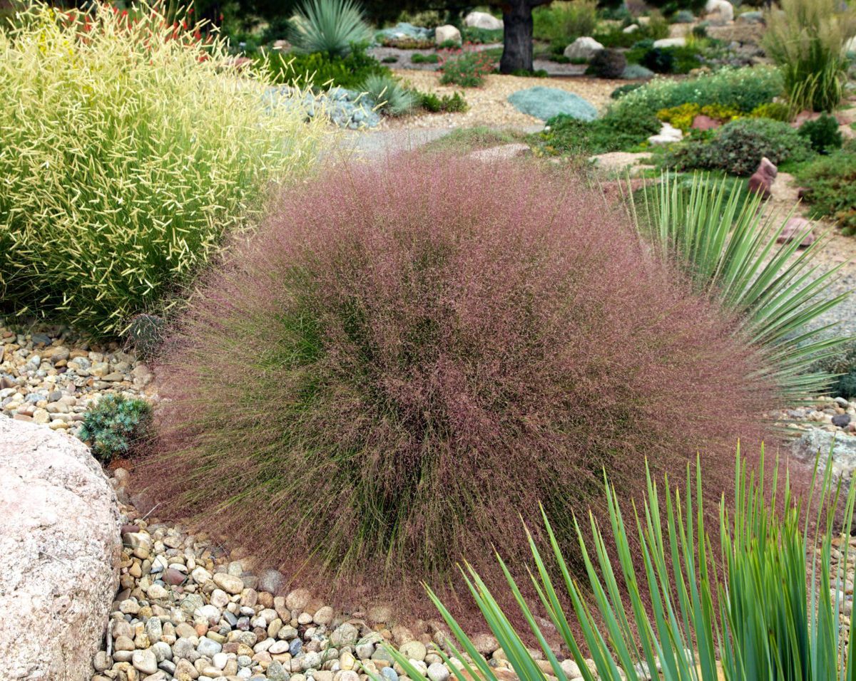 Muhlenbergia Reverchonii Ruby Muhly Grass | SiteOne