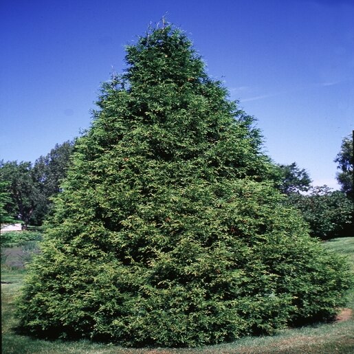 Thuja Occidentalis Elegantissima - American Arborvitae | SiteOne
