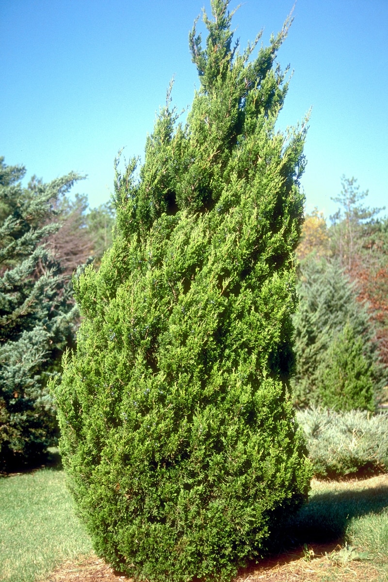 Juniperus Chinensis Spartan Chinese Juniper | SiteOne