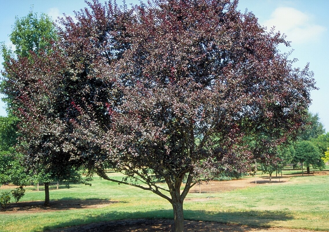 Prunus Cerasifera Newport Cherry Plum | SiteOne