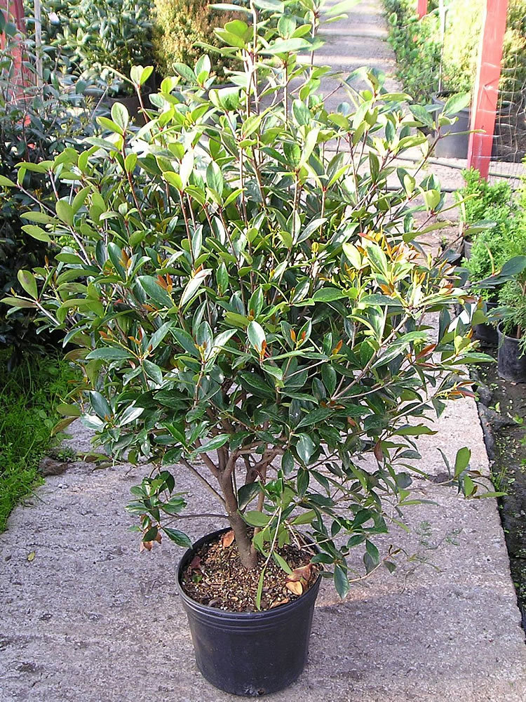 Cleyera Japonica Sakaki | SiteOne