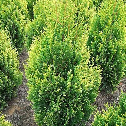 Thuja Plicata Daniellow Golden Spire Western Red Cedar | SiteOne