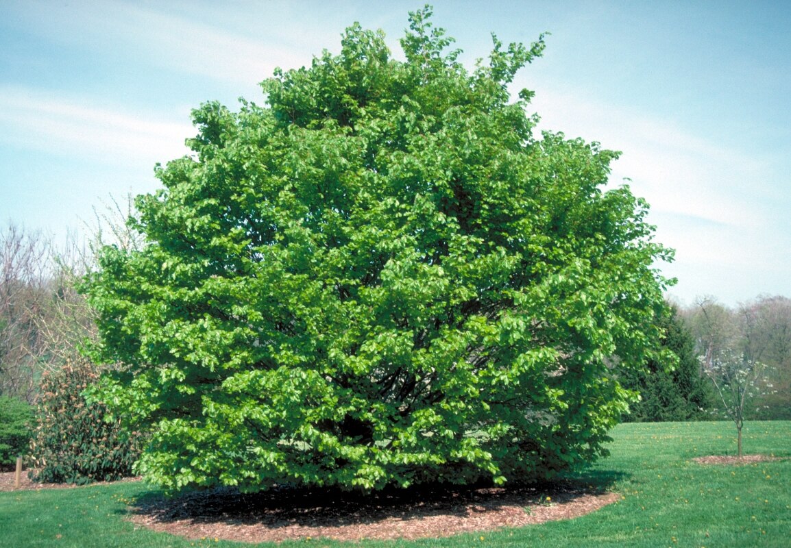 Fagus Sylvatica Green Beech | SiteOne