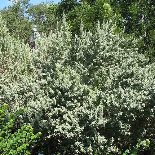 Leucophyllum Frutescens Silverado Texas Sage | SiteOne