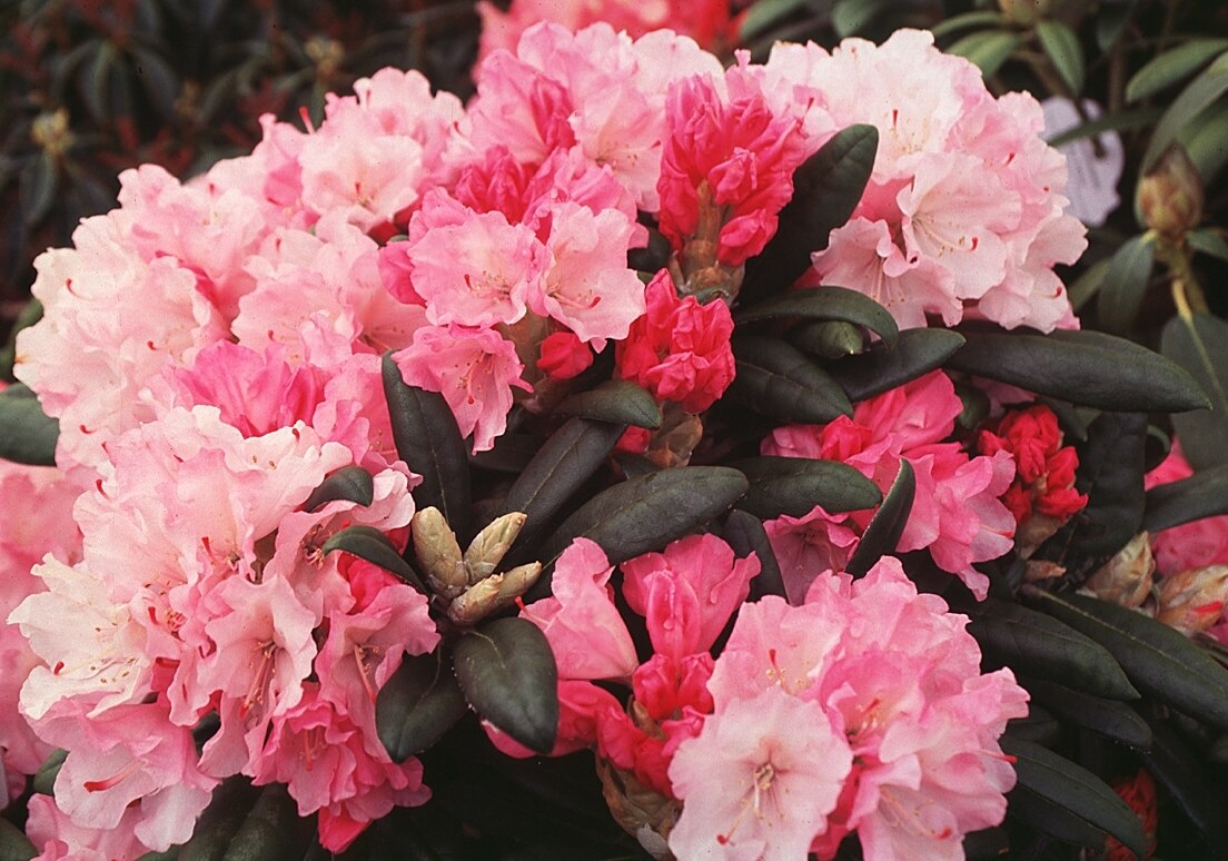 Rhododendron Yakushimanum Crete Rhododendron | SiteOne