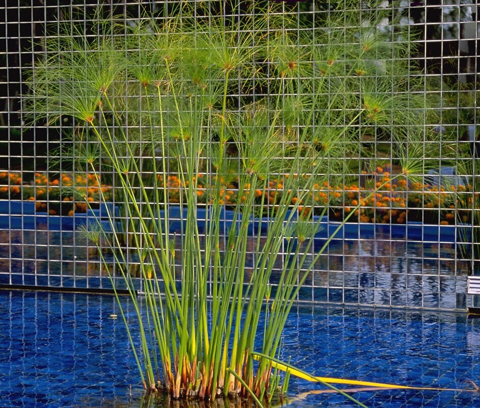 Cyperus Papyrus - Egyptian Paper Reed #3 | Flowers, Plants & Shrubs ...