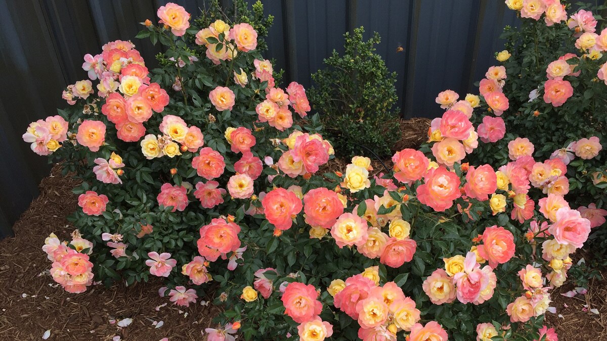 Rosa X Oso Easy Chewnicebell Italian Ice Rose | SiteOne