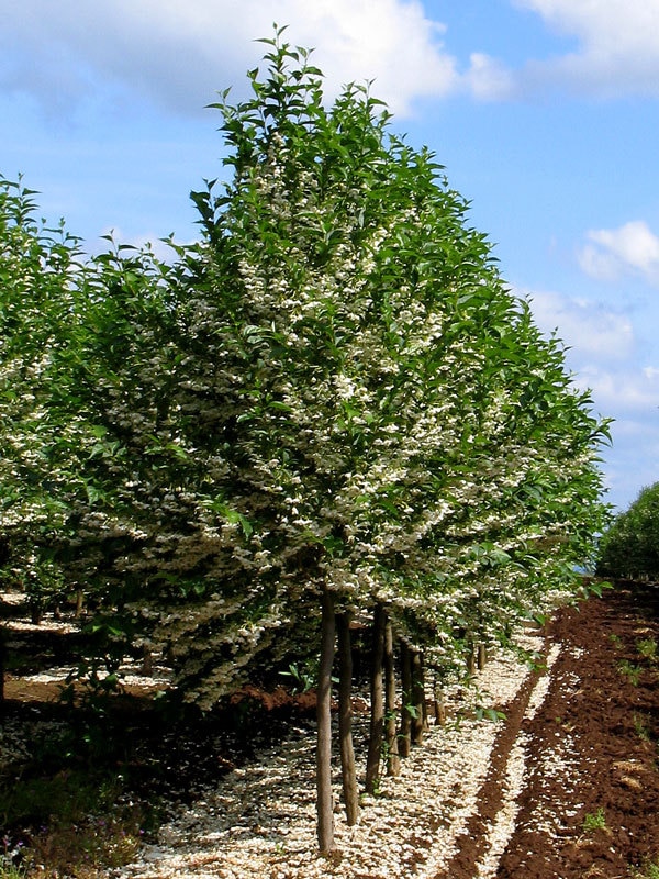 Styrax Japonicus Snowcone Japanese Snowbell | SiteOne