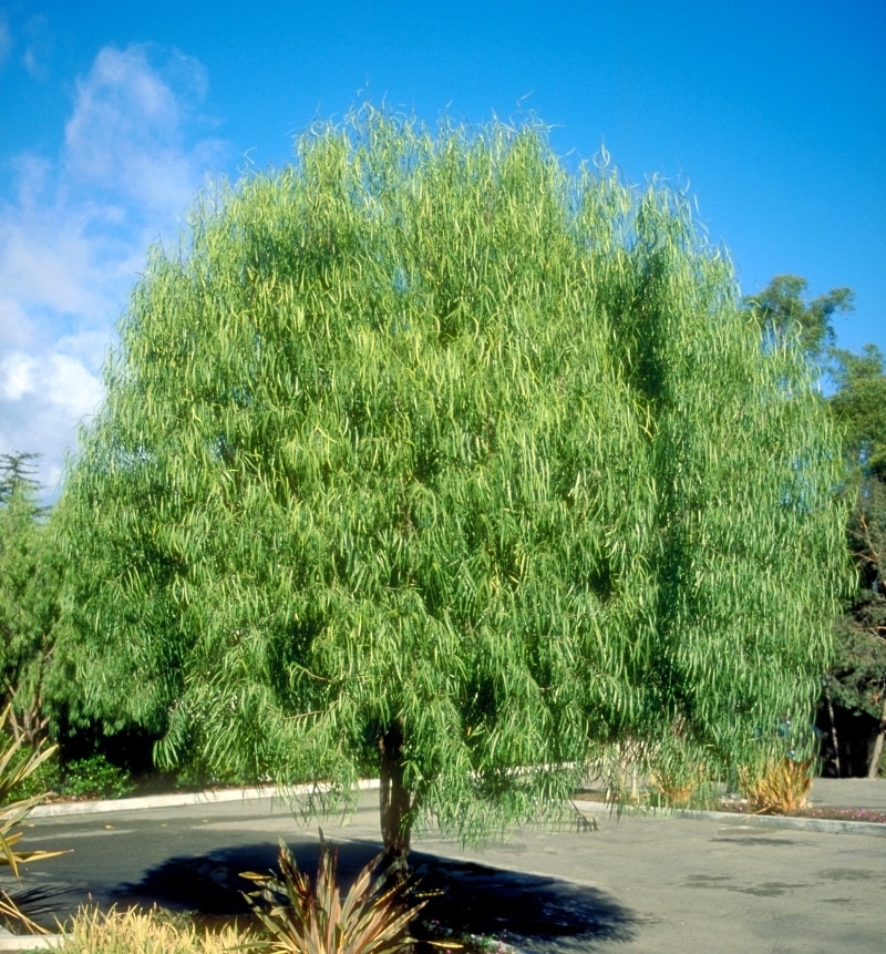Geijera Parviflora Australian Willow 24 in. Box | SiteOne