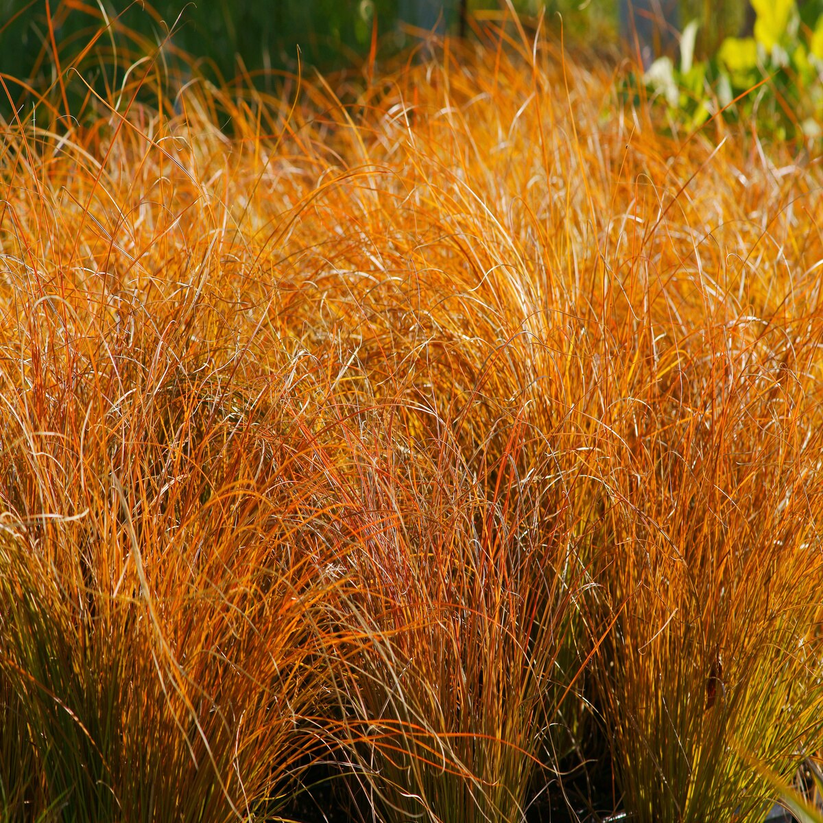 Carex Testacea Prairie Fire Sedge | SiteOne