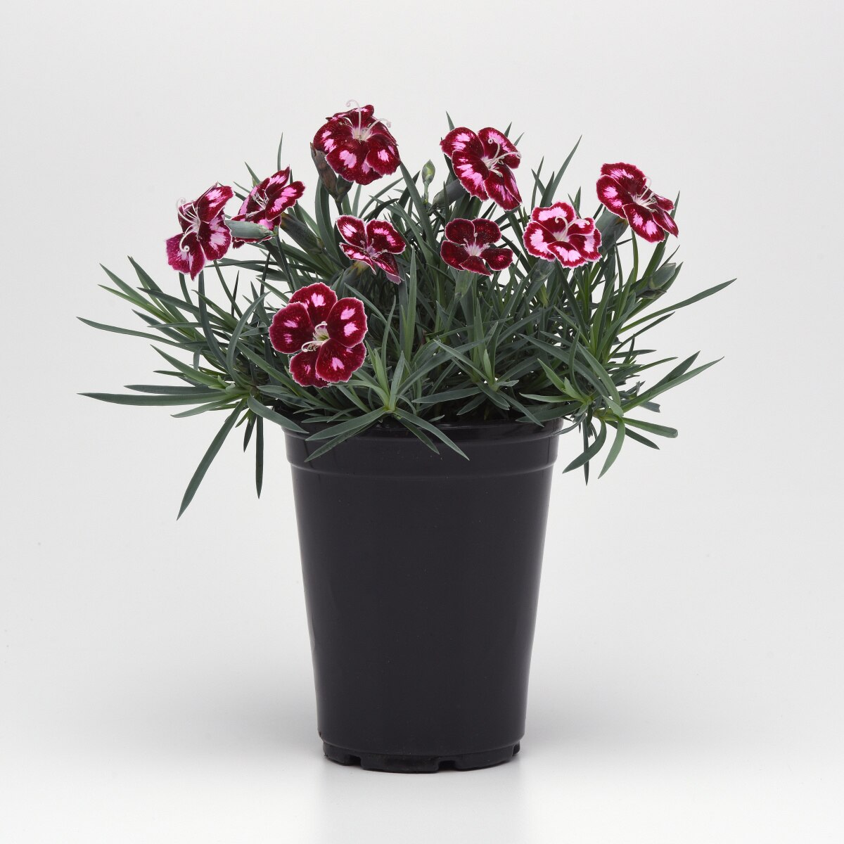 Dianthus X Mountain Frost Ruby Glitter Portfolio Pinks | SiteOne