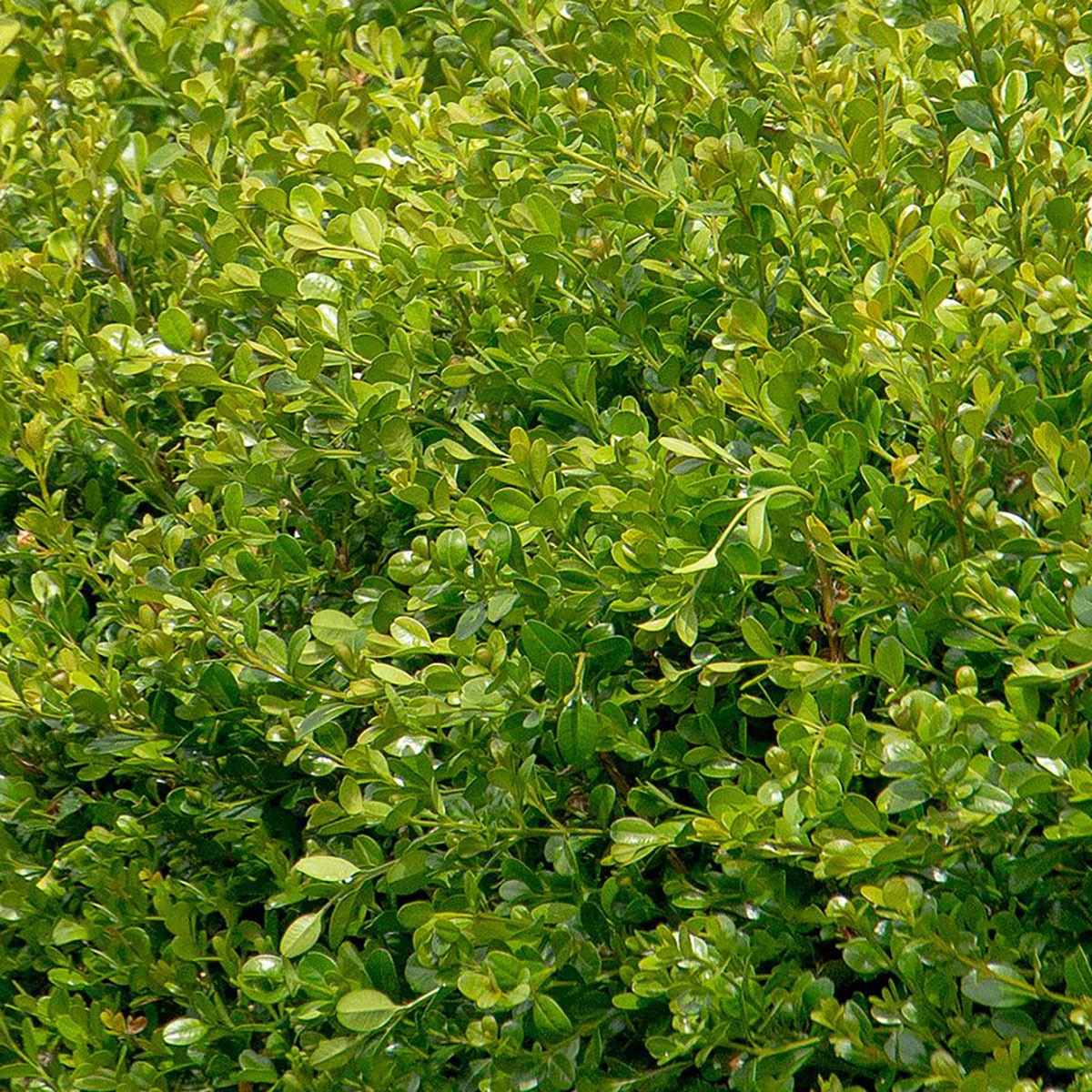 Buxus Microphylla var. Japonica Winter Gem Korean Boxwo | SiteOne