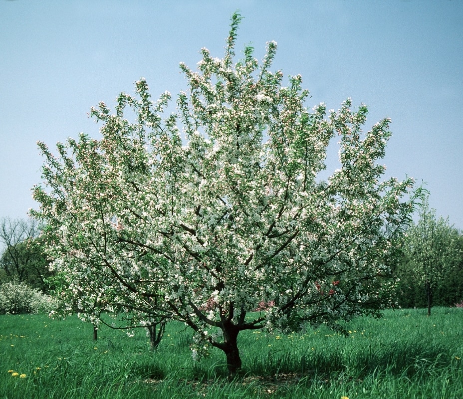 Malus X Sugar Tyme Crabapple | SiteOne