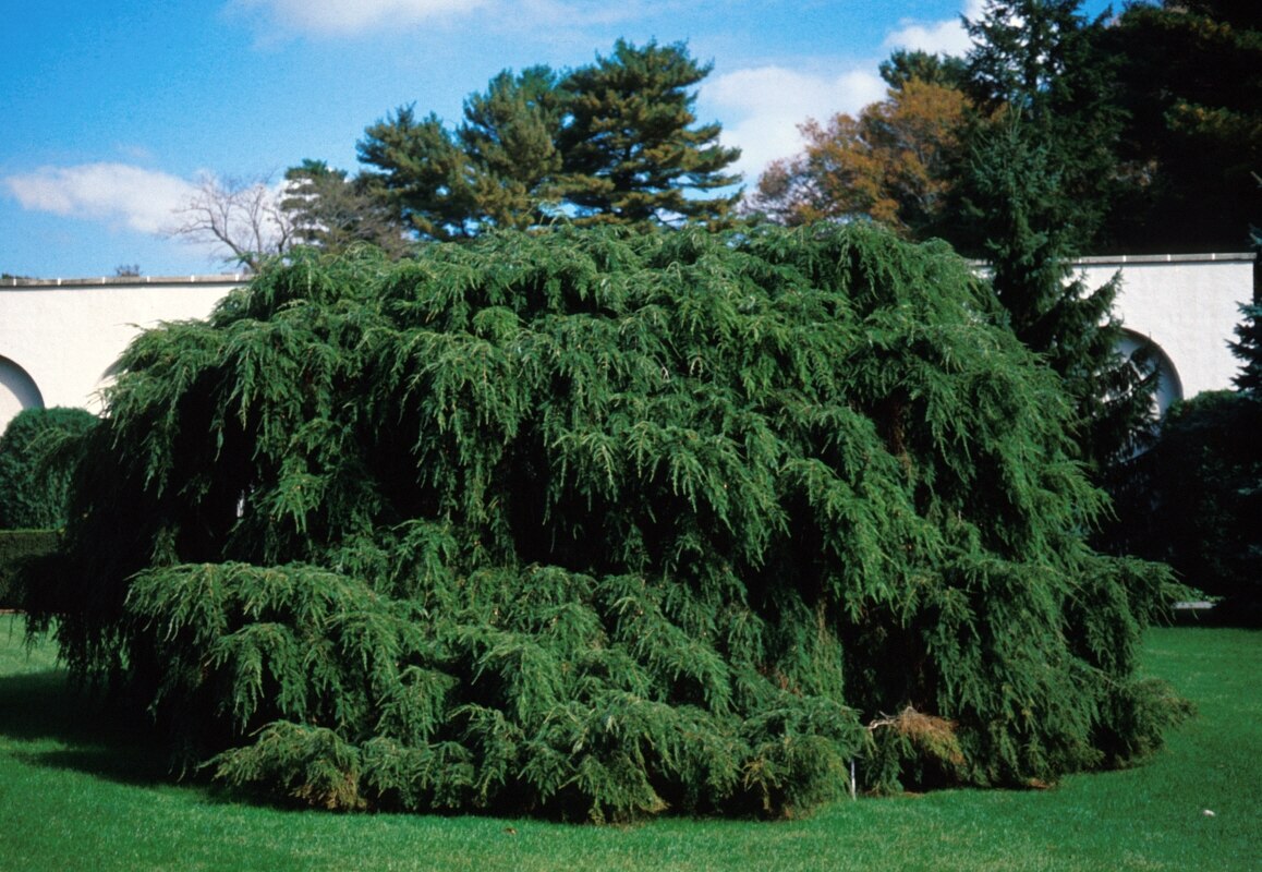 Tsuga Canadensis Pendula Eastern Hemlock | SiteOne
