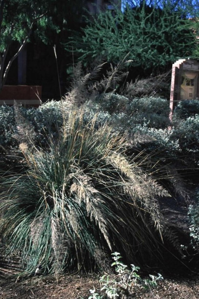 Muhlenbergia Emersleyi El Toro Bull Grass | SiteOne