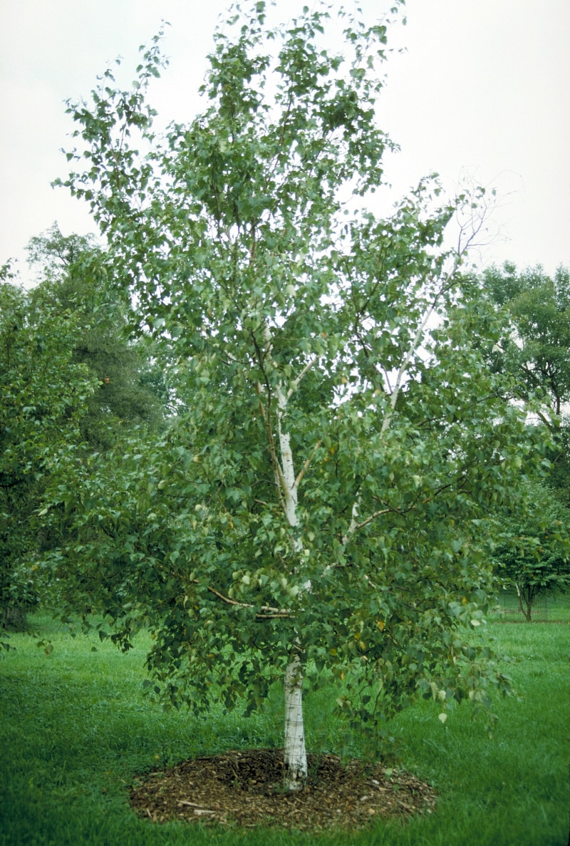 Betula Platyphylla Asian White Birch | SiteOne