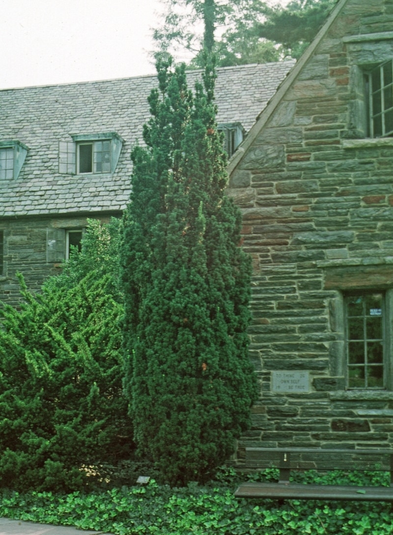Taxus X Media Hatfieldii Anglojap Yew | SiteOne