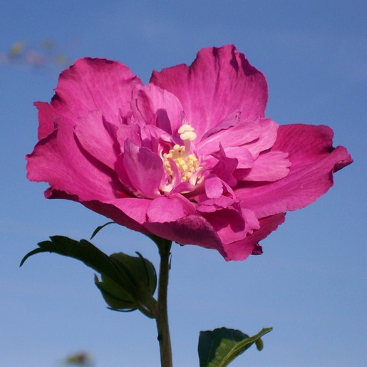 Hibiscus Syriacus Raspberry Smoothie Rose of Sharon | SiteOne