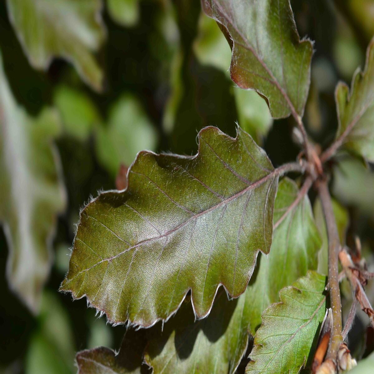 Fagus Sylvatica Rohanii European Beech | SiteOne