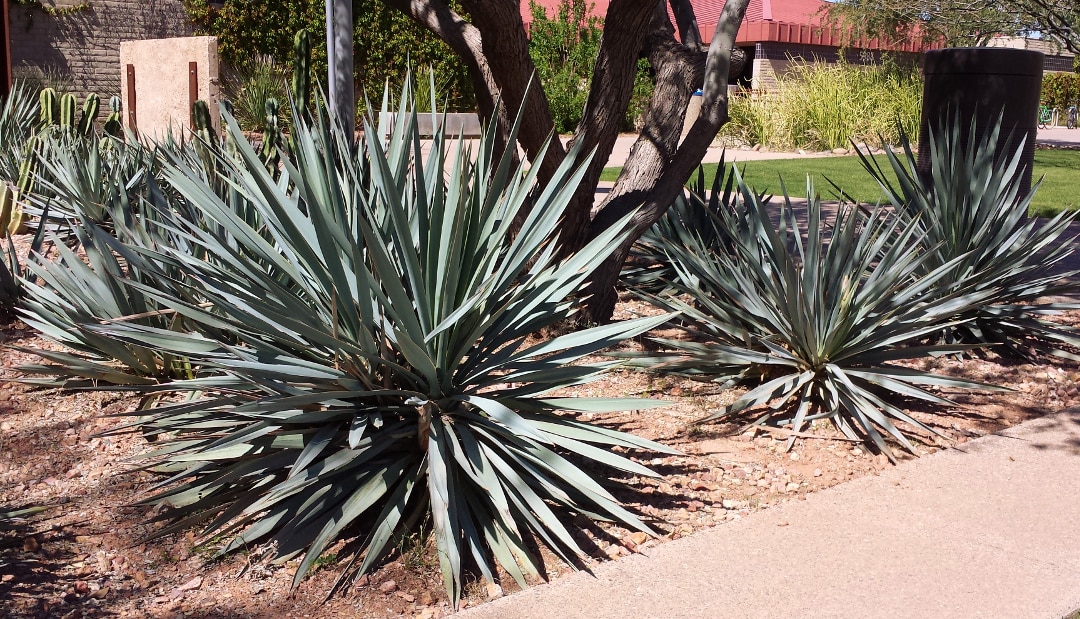 Yucca Pallida Pale Yucca | SiteOne